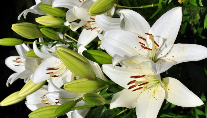 Hướng dẫn chi tiết cách cắm hoa ly tại nhà đẹp và đơn giản